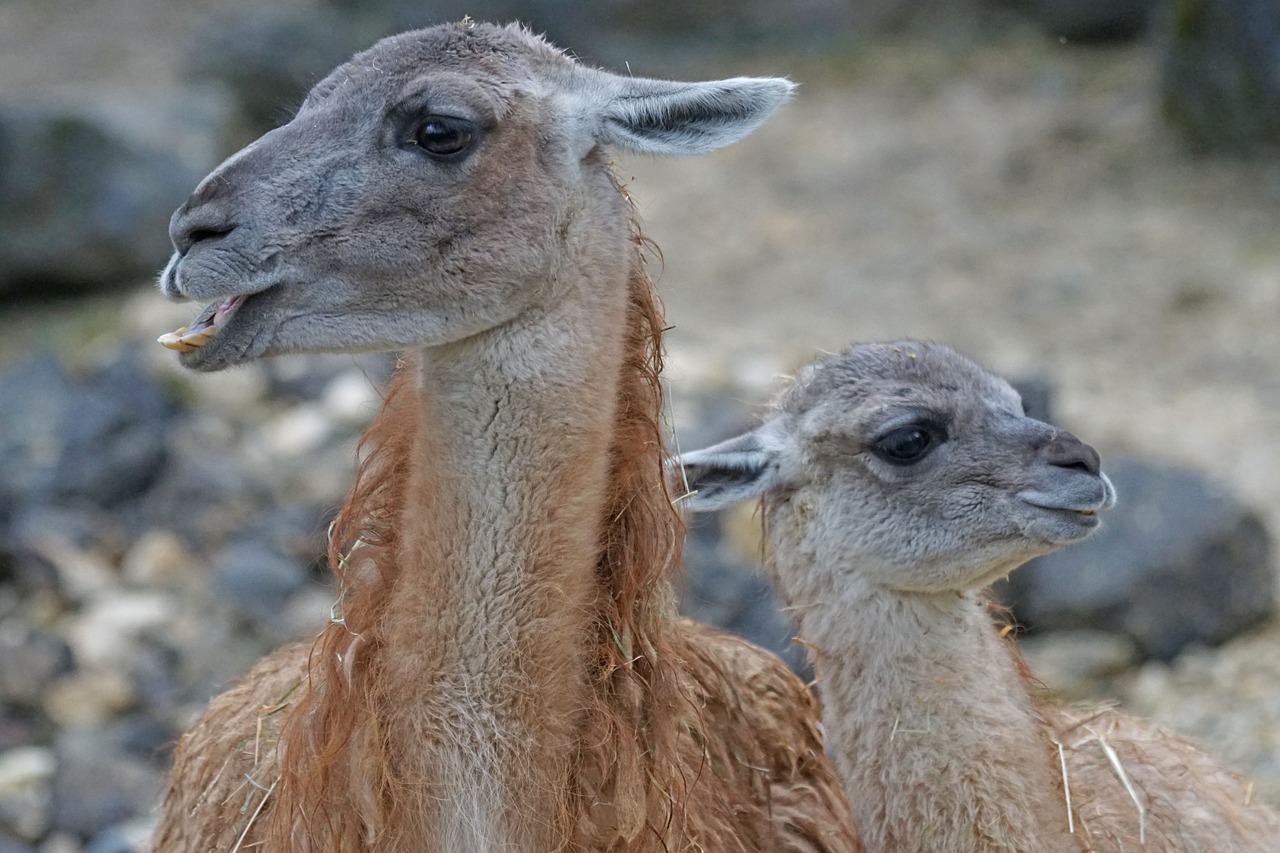 If We Could Only Talk to the Guanacos – Emerging Destinations