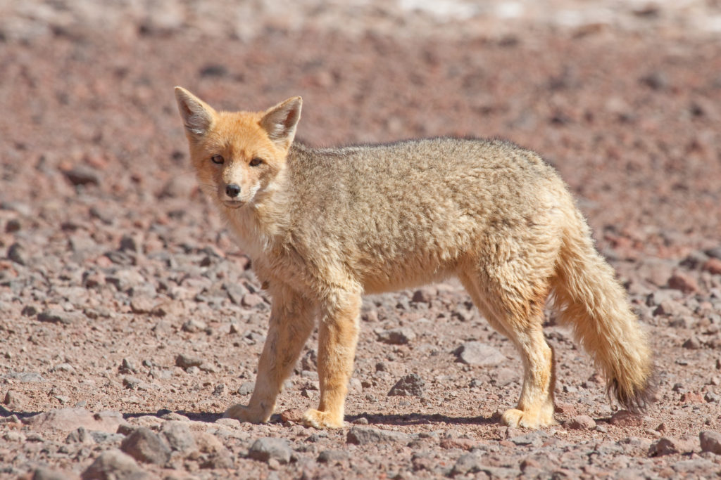 Patagonia’s Other Predator — The Wily Fox | Emerging Destinations