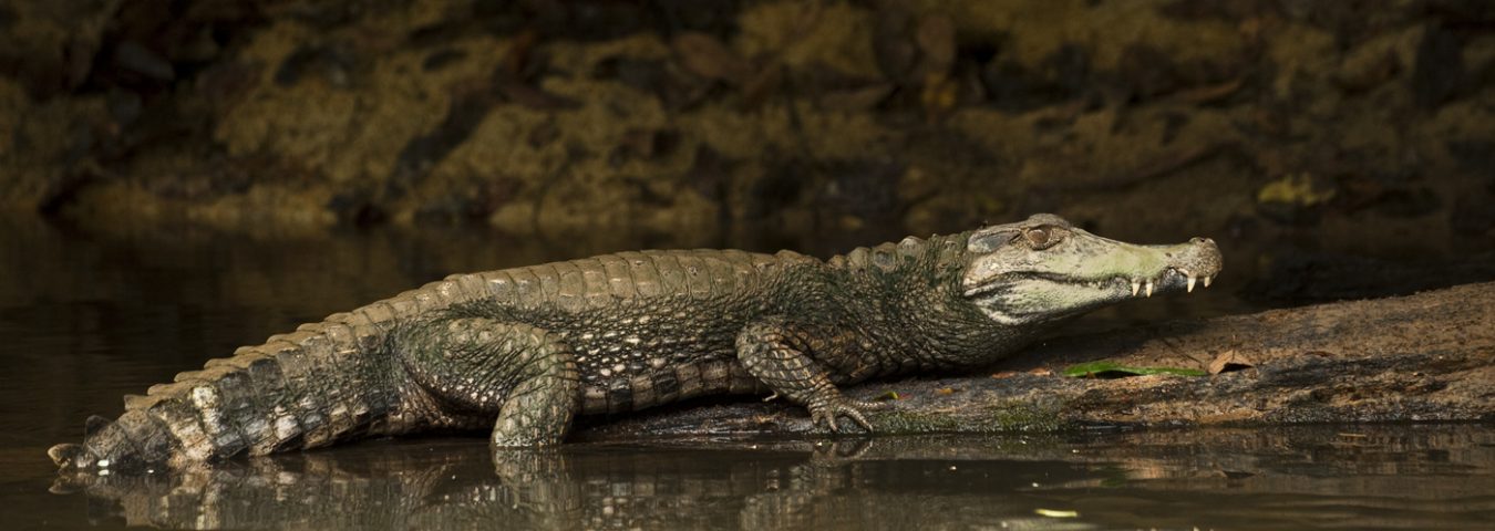 Guyana’s Top Wildlife Encounters – Emerging Destinations