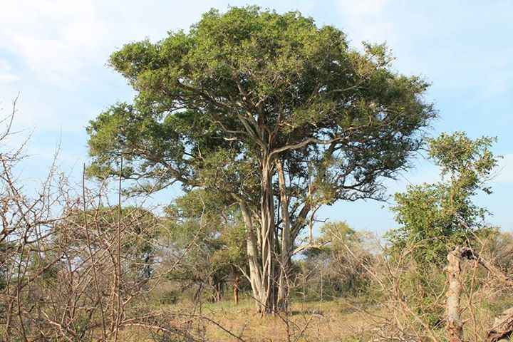 Protecting South Africa’s Precious Trees – Emerging Destinations