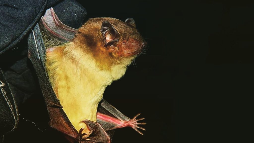 Running Batty for Bats | Emerging Destinations