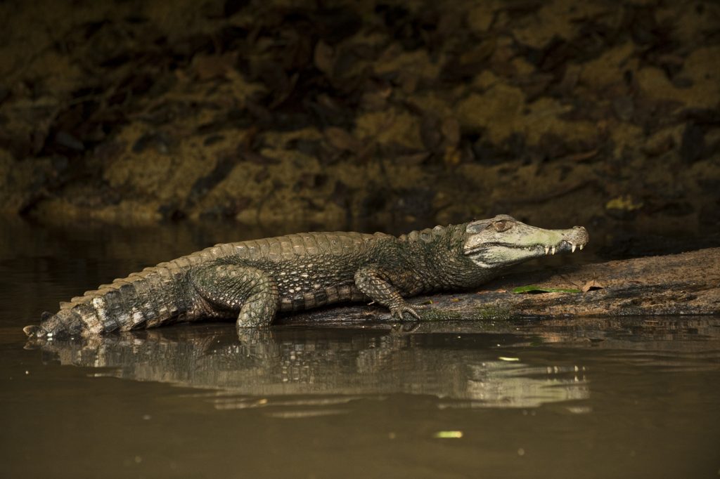 Cruising with Caimans (and Other Critters) in Karanambu | Emerging ...