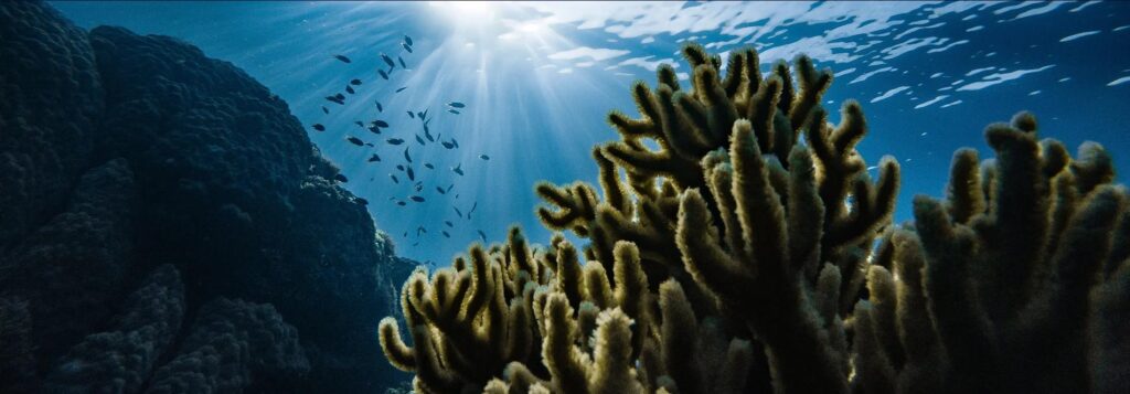 Coral Nation: Protecting and Reviving Panama’s Reefs | Emerging ...