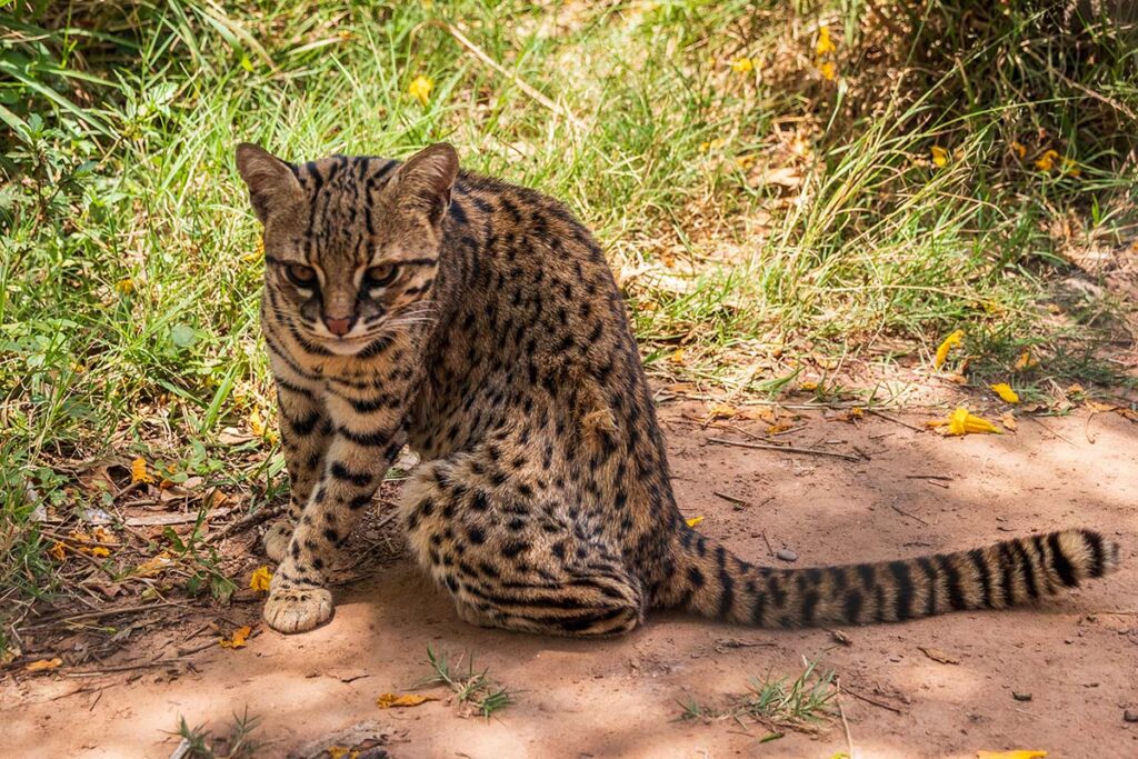 The Patagonian Cat that Went from Myth to Fame – Emerging Destinations